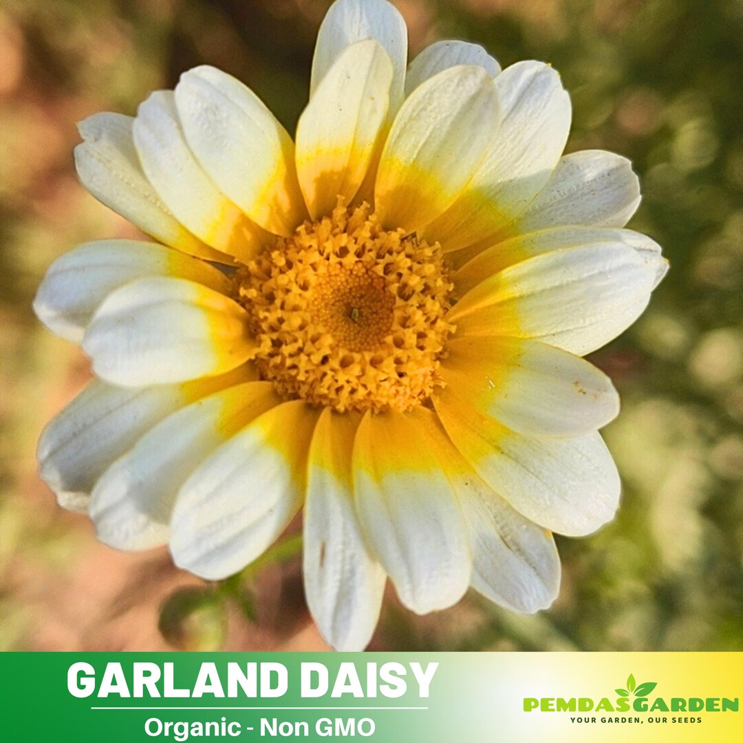 100 Seeds| Garland Daisy Seeds - - Authentic - Open-pollinated ...