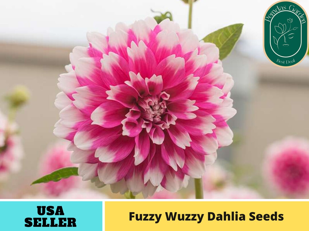 40 Seeds Fuzzy Wuzzy Dahlia Perennial Seeds Authentic Seeds Perennial ...
