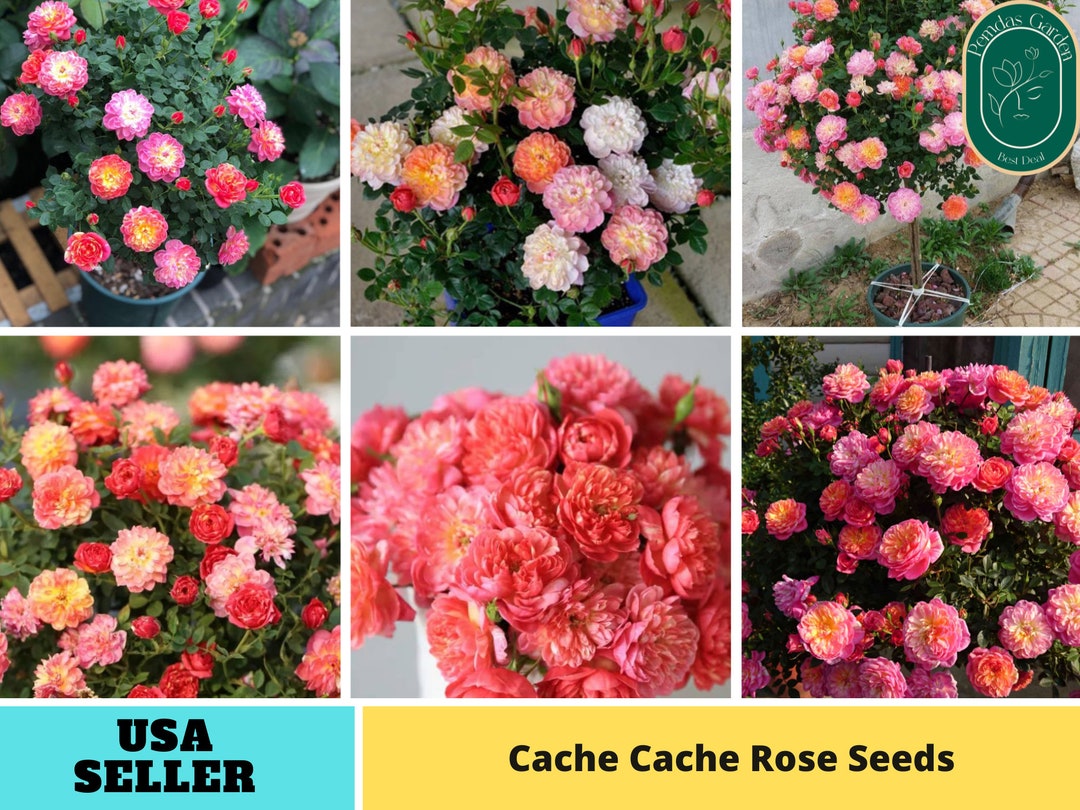 30 Seeds Cache Cache Rose Seeds Authentic Perennial GMO Free Flower ...