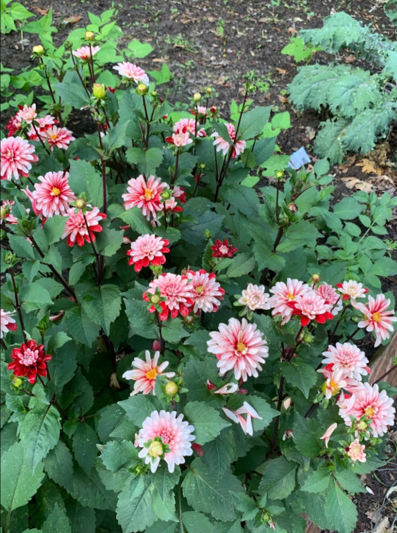 40 Seeds Pacific Time Dahlia Seeds Authentic Seeds - Etsy