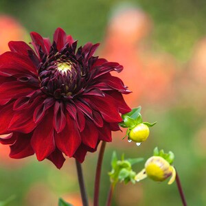 40+ Seeds| Mingus Alex Dahlia Seeds Pollinator Friendly- Open ...