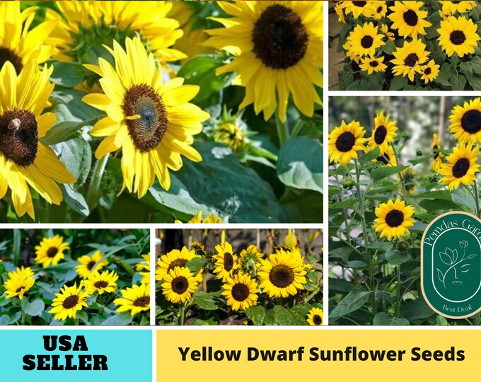 8 Dwarf Yellow Orchid Tree Seeds-1237 - Etsy