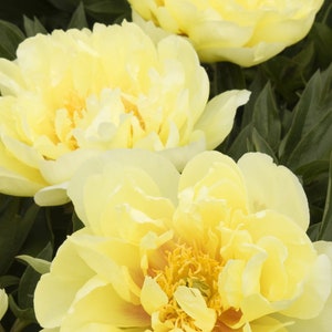 10+ Seeds| Bright Yellow Peony Seeds - Paeonia - Attract Butterflies ...