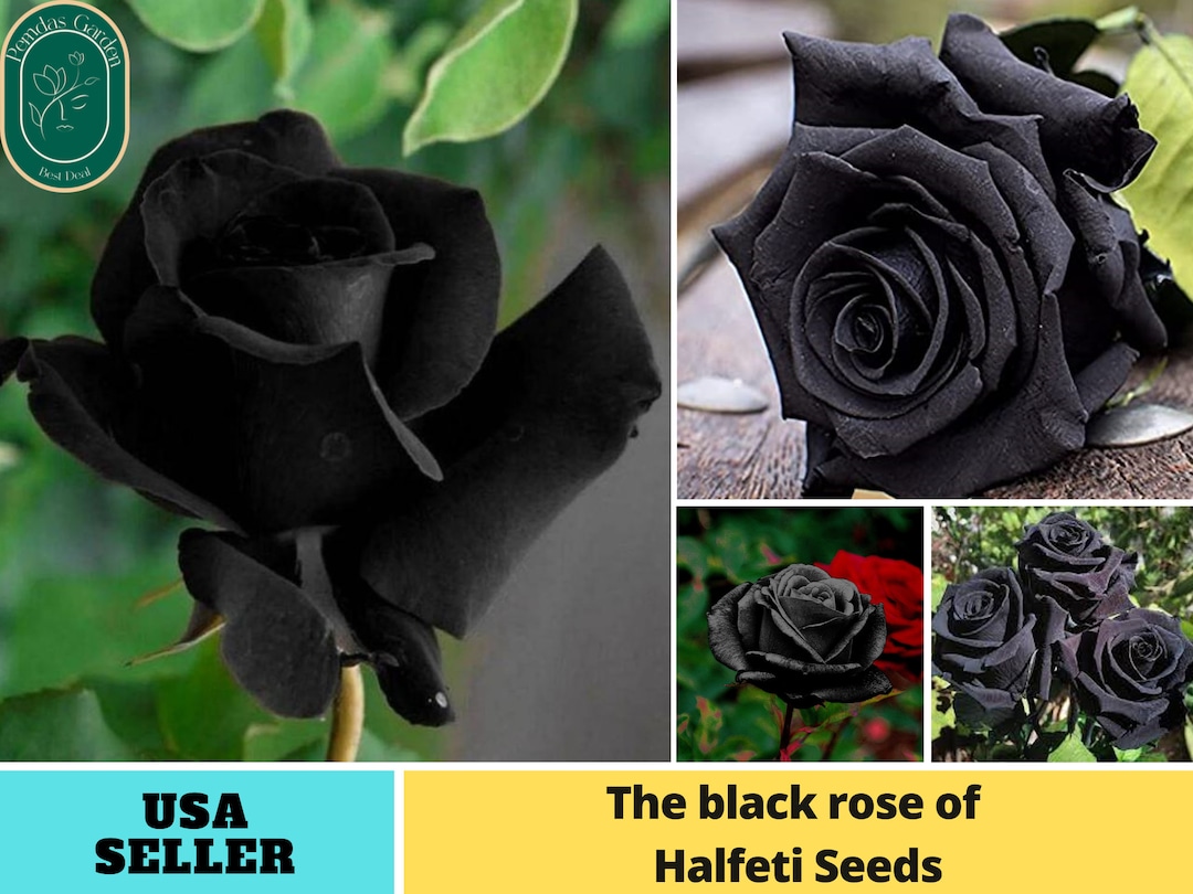 30 Seedsblack Halfeti Rose Perennial Flower Authentic Seeds ...