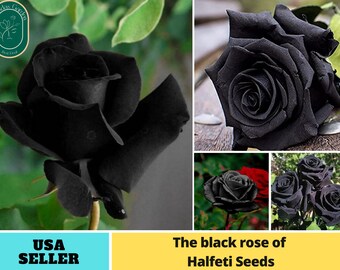 Black Halfeti Roses - Etsy