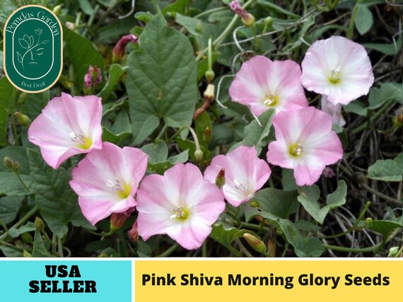 30 Seeds Pink Shiva Morning Glory Seeds Authentic Seeds - Etsy