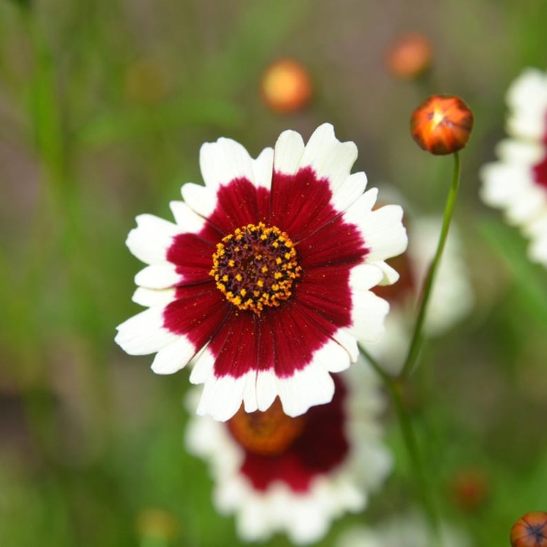 White Red Jive Coreopsis Seeds – Coreopsis Hybrid – White Petals With ...