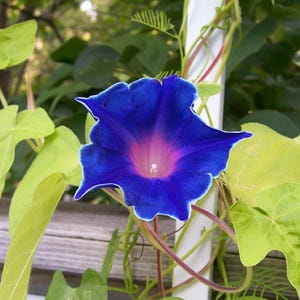 Blue Picotee Morning Glory Seeds Blue White Bi Color Flower Seeds ...