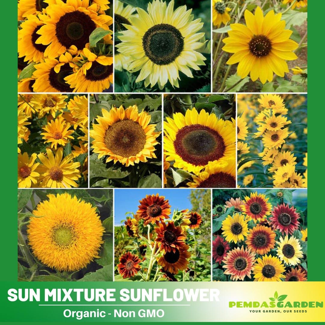25+ Seeds|sun Mixture Sunflowers Seeds - Helianthus Annuus - Open ...