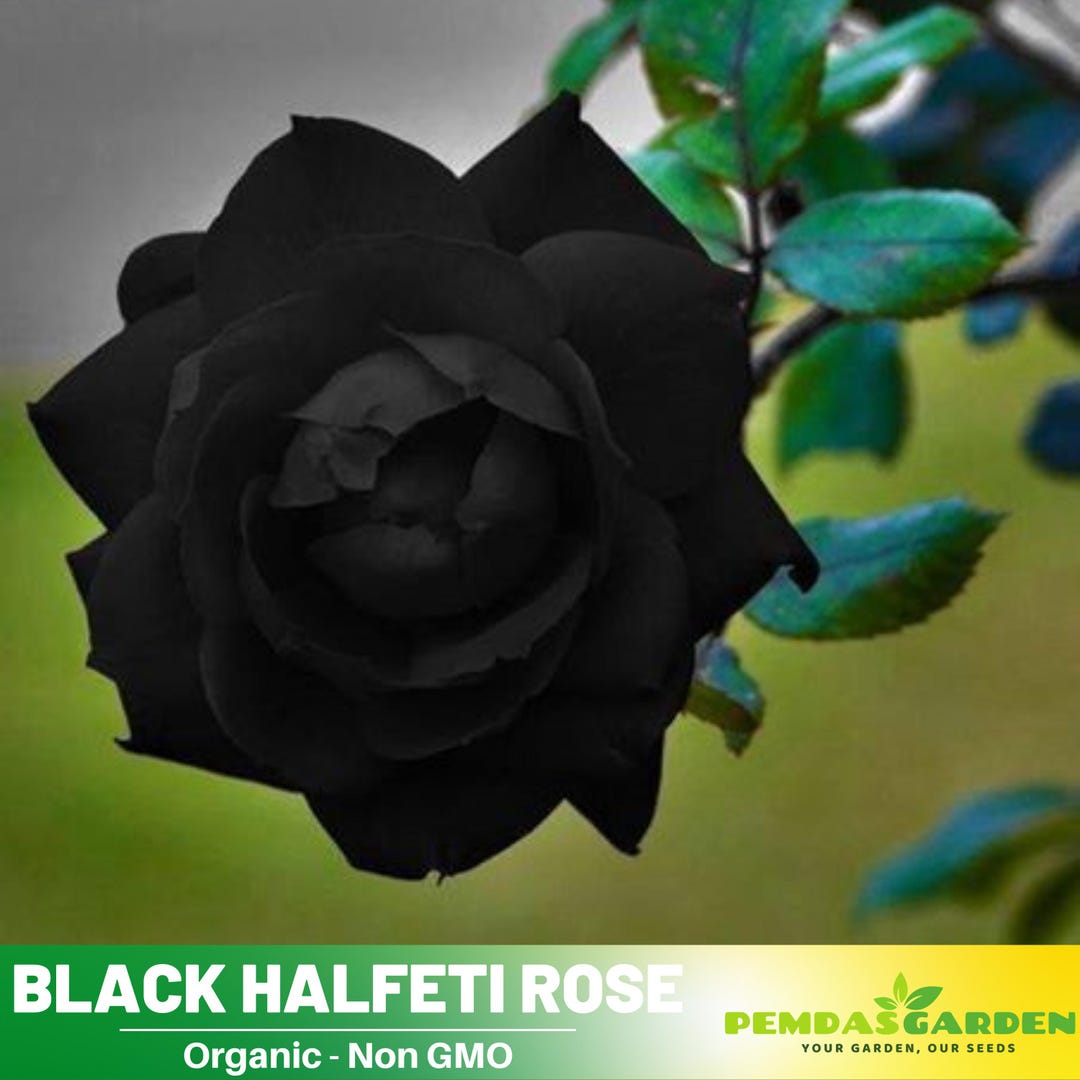 30+ Seeds|black Halfeti Rose Perennial Flower - Authentic Seeds ...
