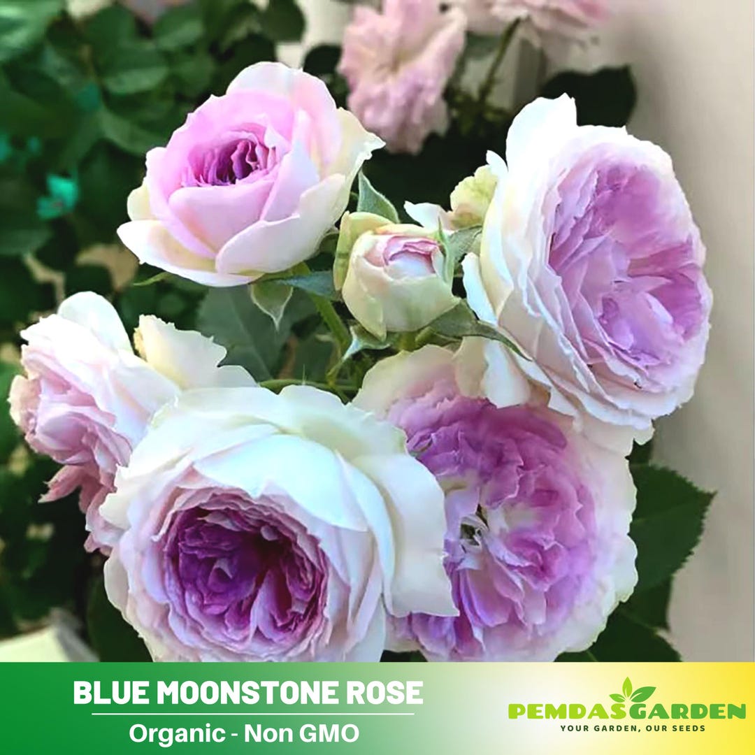 30+ Seeds| Blue Moonstone Rose Seeds - Authentic - Perennial ~ GMO Free ...