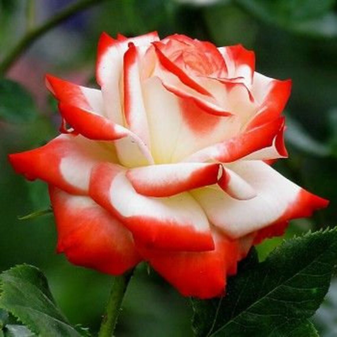 30 Seedsorange White Flower Rose Seeds Authentic Seeds - Etsy