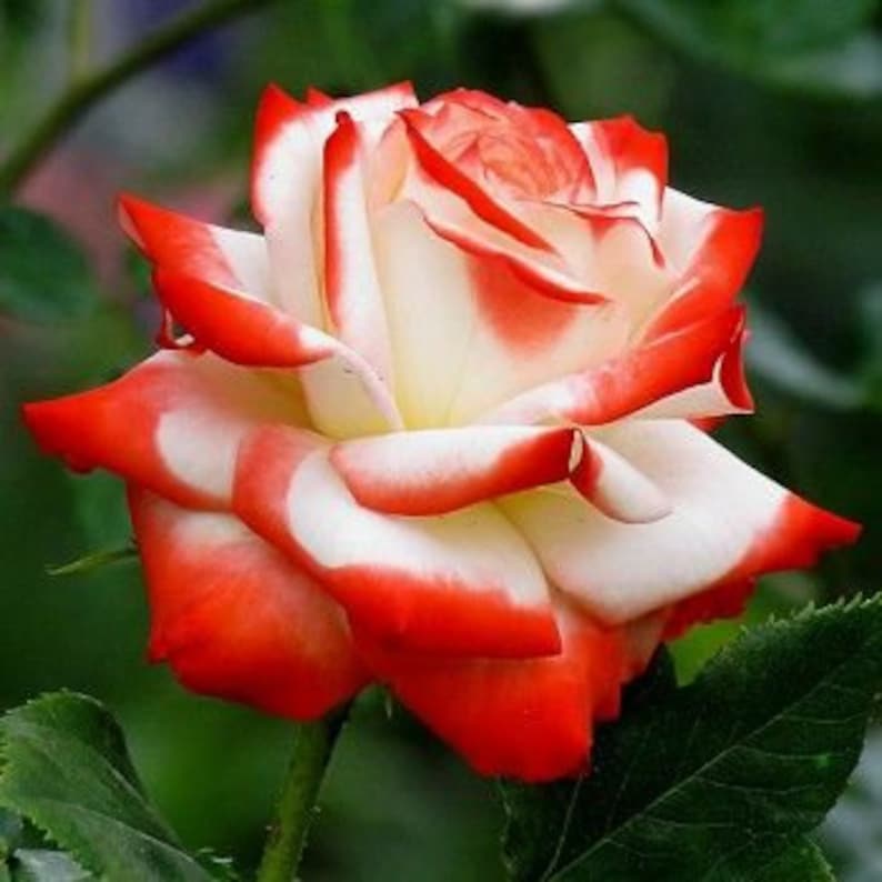 30 Seedsorange White Flower Rose Seeds Authentic Seeds - Etsy