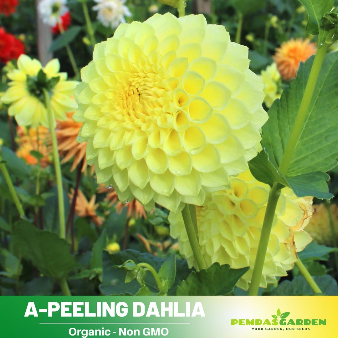 40+ Seeds| A-peeling Dahlia Seeds -pollinator Friendly- Open Pollinated ...