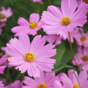 50 Seeds Rose dwarf Early Cosmos Seeds Authentic GMO Free Seedsflower ...