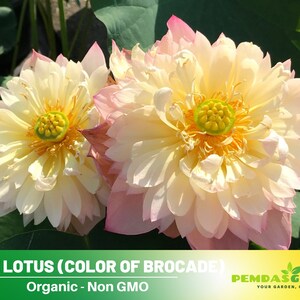 5 Rare Seeds Jin Se Lotus Color of Brocade Seeds Indian Lotus nelumbo ...