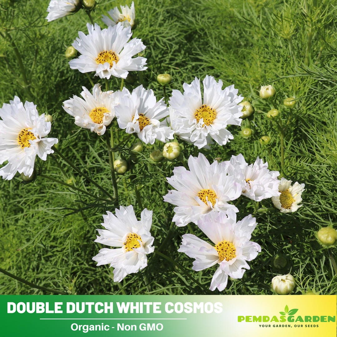 50+seeds| Double Dutch White Cosmos Seeds - Authentic Seeds -~ GMO Free ...