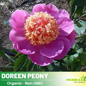 10+seeds| Doreen Peony Perennial Seeds- Paeonia - Attract Butterflies ...