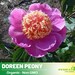10seeds Doreen Peony Perennial Seeds Authentic Seeds Perennialgmo Freeflower Seeds Asian Garden ...