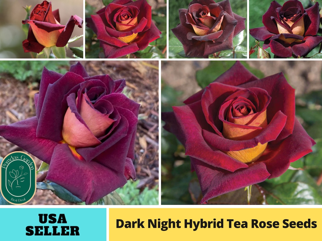 30 Seedsnight Hybrid Tea Flower Rose Seeds Authentic Seeds Perennialgmo ...