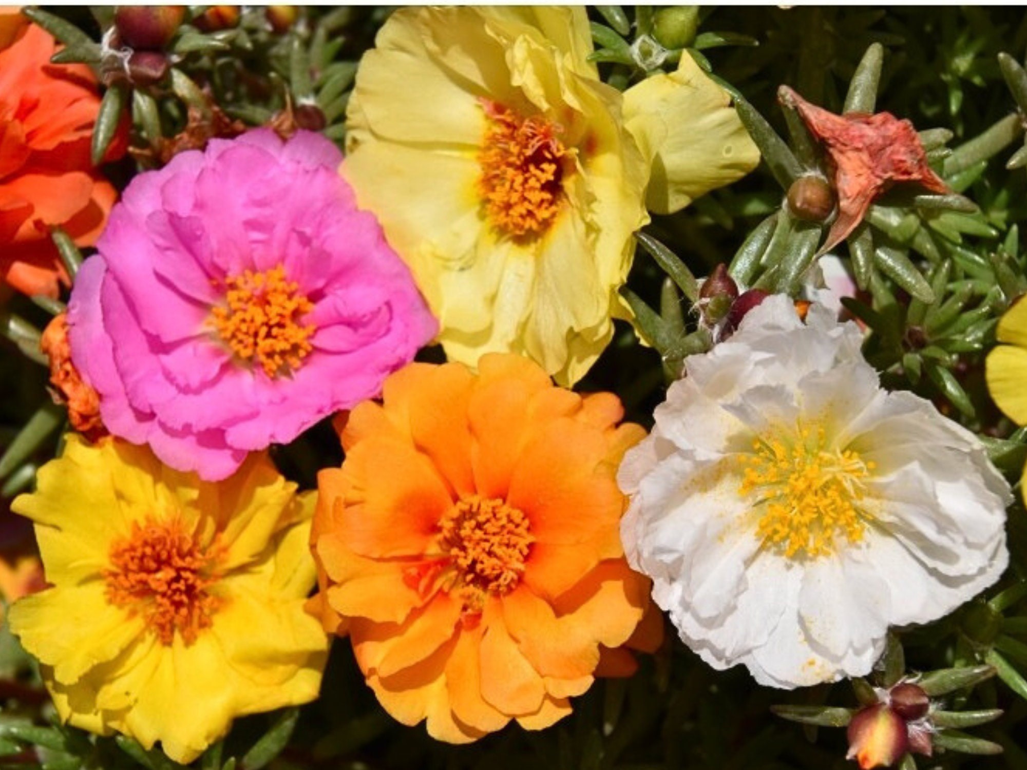 Portulaca Grandiflora 'sundial Series' Seeds - Purslanes Seeds ...