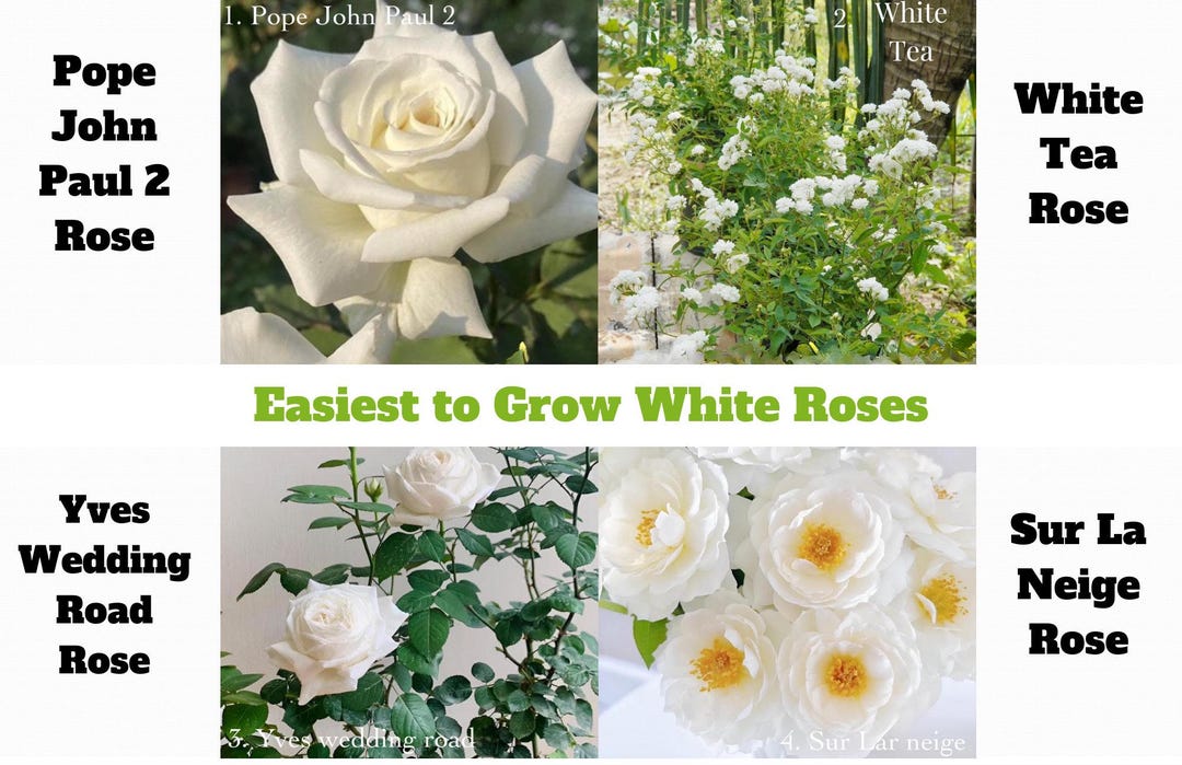 30 Seeds | Easiest to Grow White Roses Seeds-flowers -authentic Seeds ...