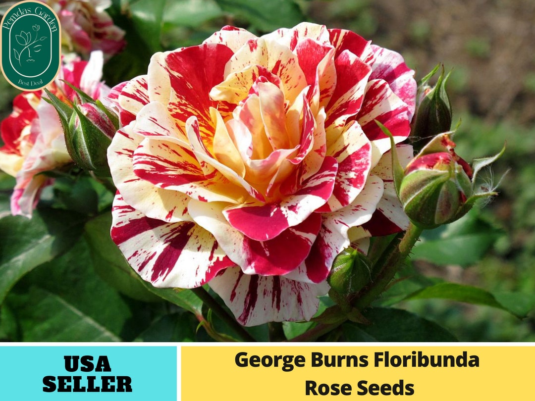 30 Seedsgeorge Burns Floribunda Flower Rose Seeds Authentic Seeds ...