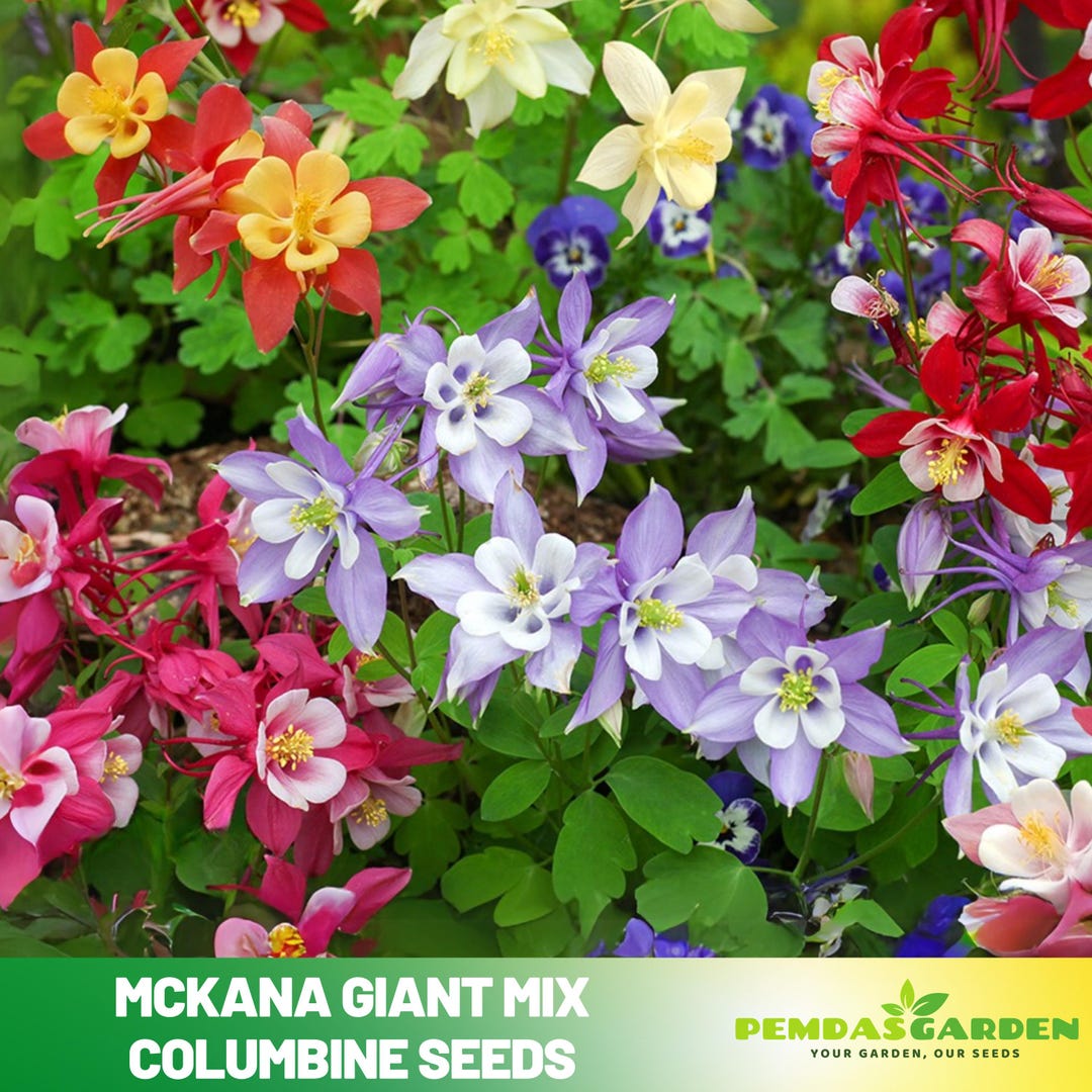 25+ Seeds| Mckana Giant Mix Columbine Seeds - Cold Resistant ...