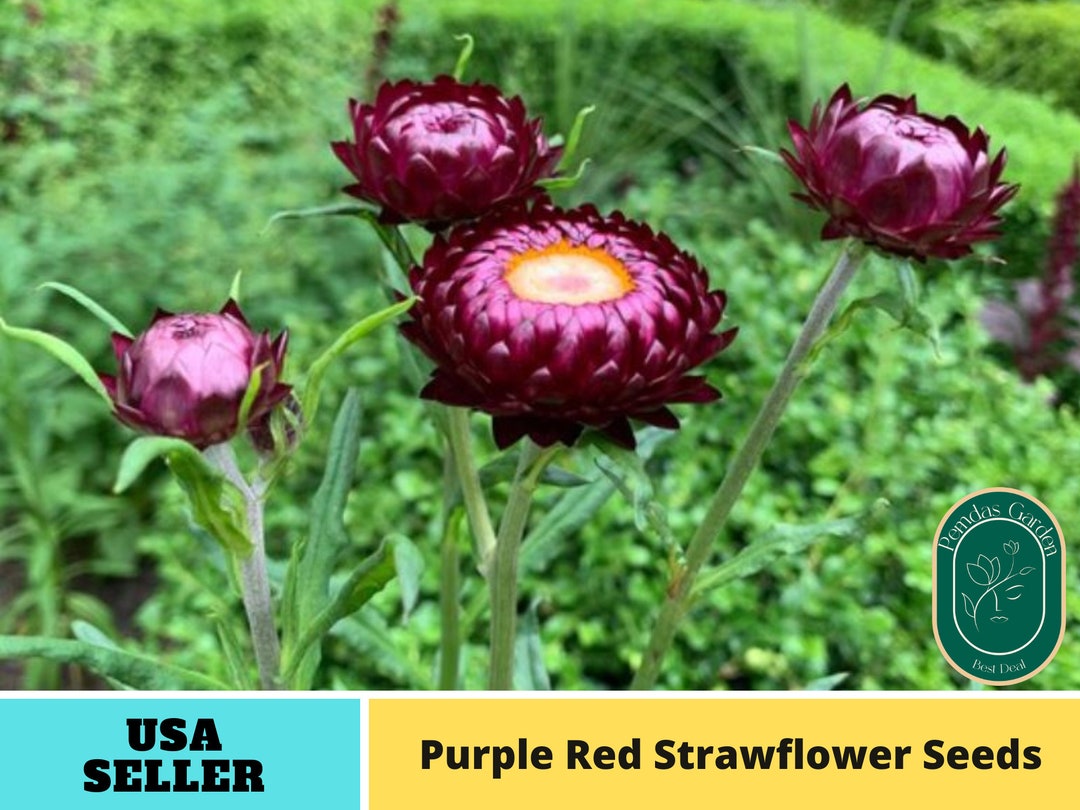 100 Seeds Purple Red Strawflower Seeds Authentic Seeds - Etsy