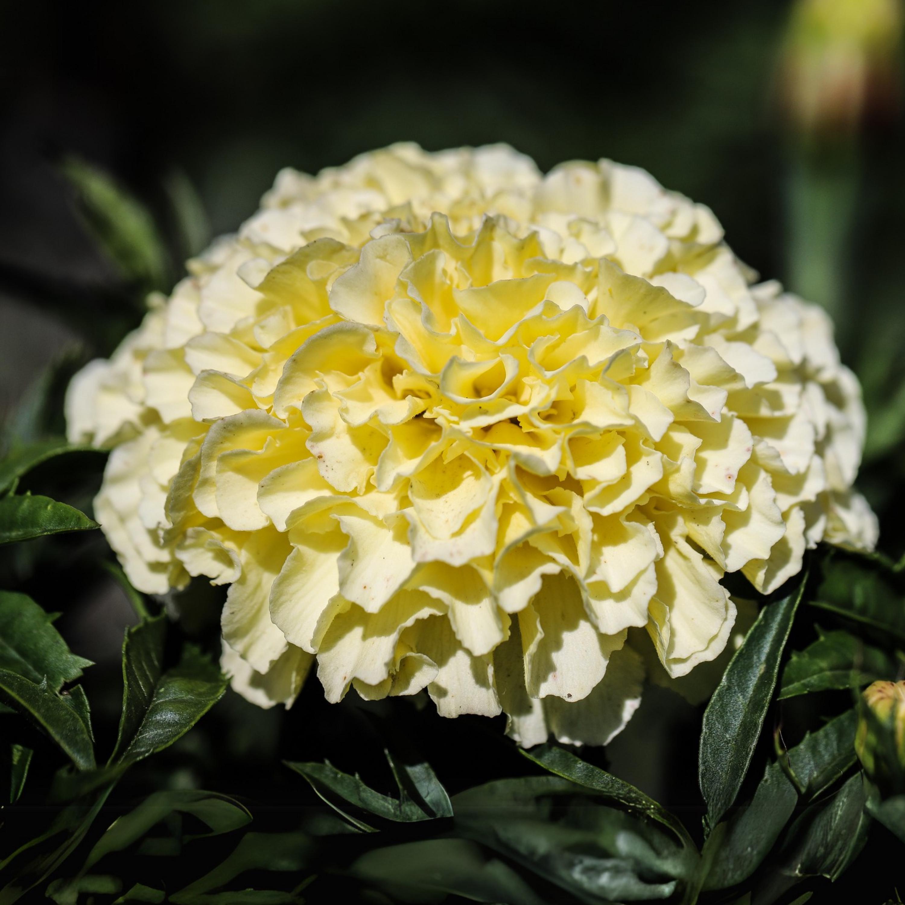 Kilimanjaro African Marigold Seeds - Edible -open-pollinating - Cold ...
