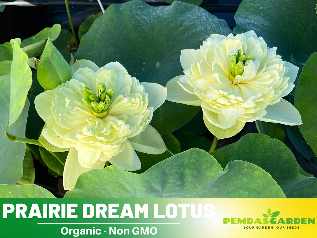 5 Rare Seeds Prairie Dream Lotus Seeds Indian Lotus nelumbo Nucifera ...