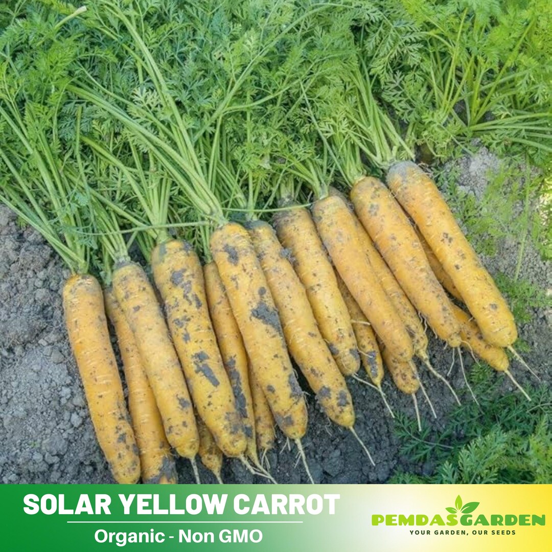 40 Seeds| Solar Yellow Carrot Seeds Seeds - Authentic Seeds ~ GMO Free ...