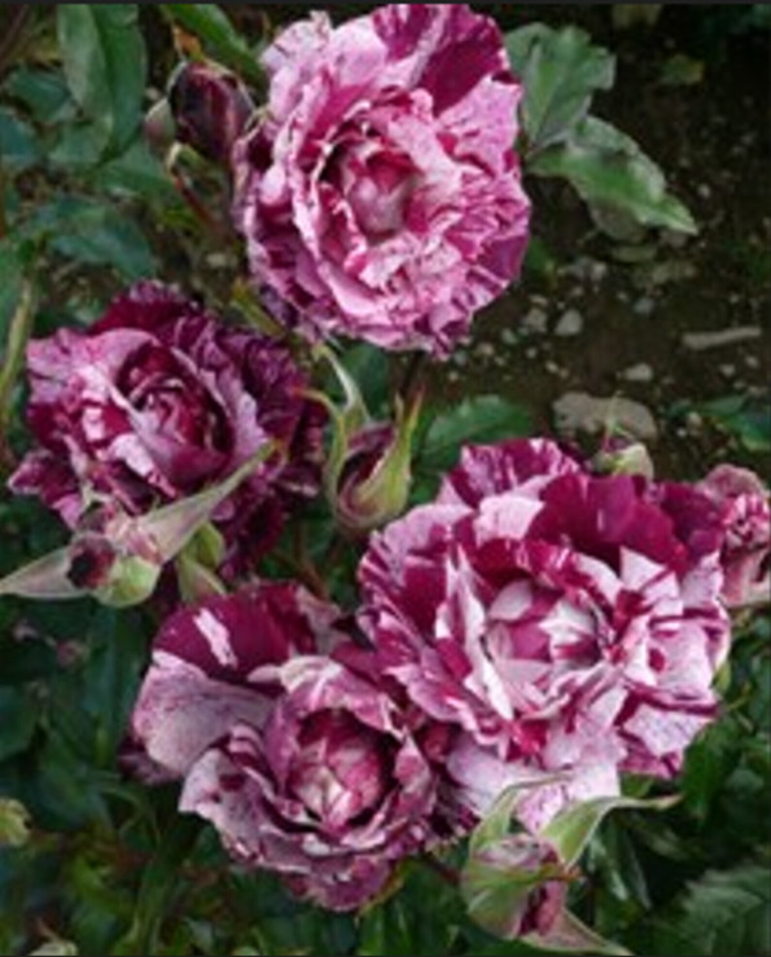 30+ Seeds|purple Tiger Stripes Flower Rose Seeds - Authentic Seeds ...