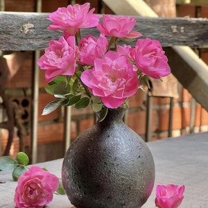 30+ Seeds| Lotus Star Rose Seeds - Authentic - Perennial ~ GMO Free ...