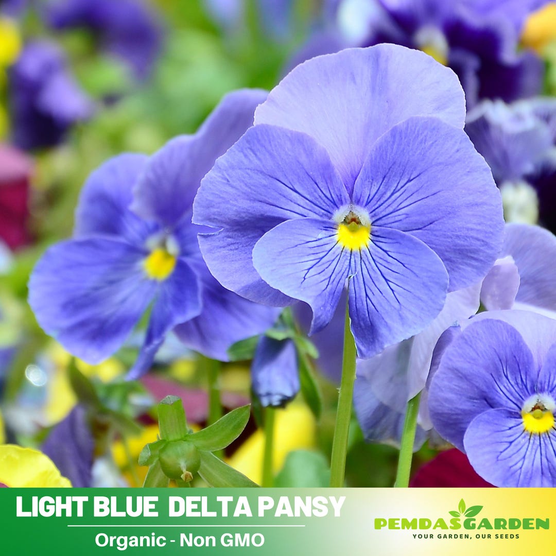 25+ Seeds|clear Light Blue Delta Pansy Seeds -cold Resistant -open ...