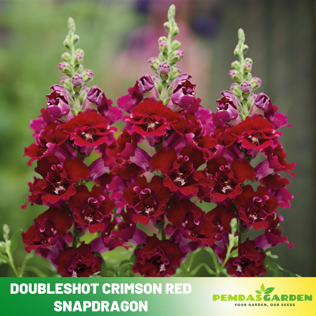 30 Doubleshot Crimson Red Snapdragon Seeds - Cold Resistant -attracts ...