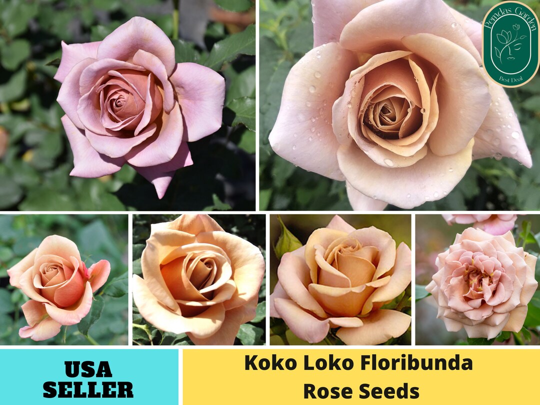 30 Seedskoko Loko Floribunda Flower Rose Authentic Seeds Perennialgmo ...