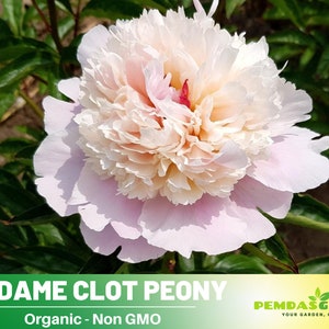 10+ Seeds| Madame Clot Peony Seeds - - Paeonia - Attract Butterflies ...