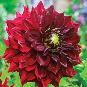 40+ Seeds| Mingus Alex Dahlia Seeds Pollinator Friendly- Open ...