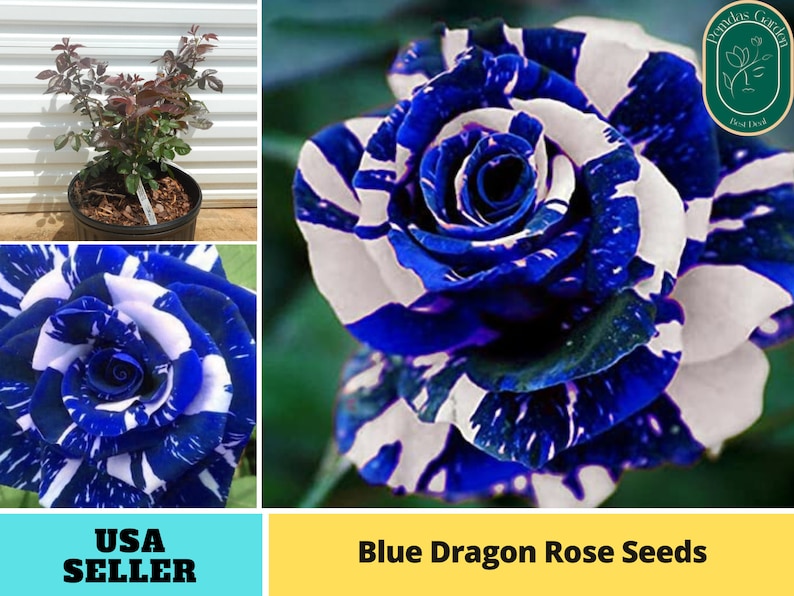 30 Seedsblue Dragon Rose Perennial Flower Rose Authentic - Etsy
