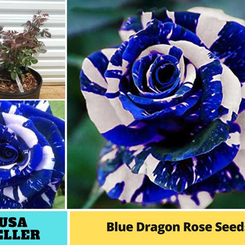 Blue Rose Plants - Etsy
