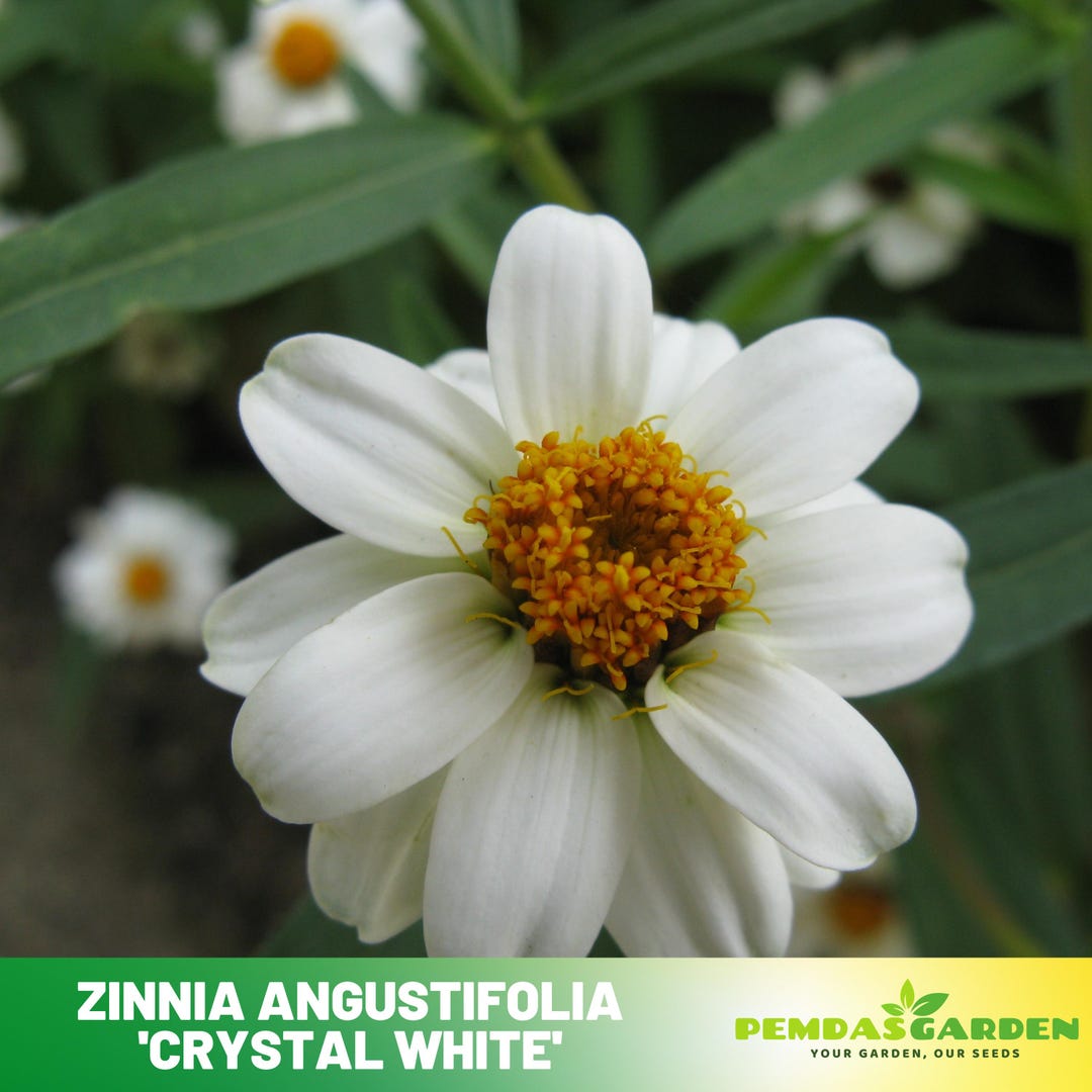 Zinnia Angustifolia 'crystal White' - Open-pollinated - Heirloom ...