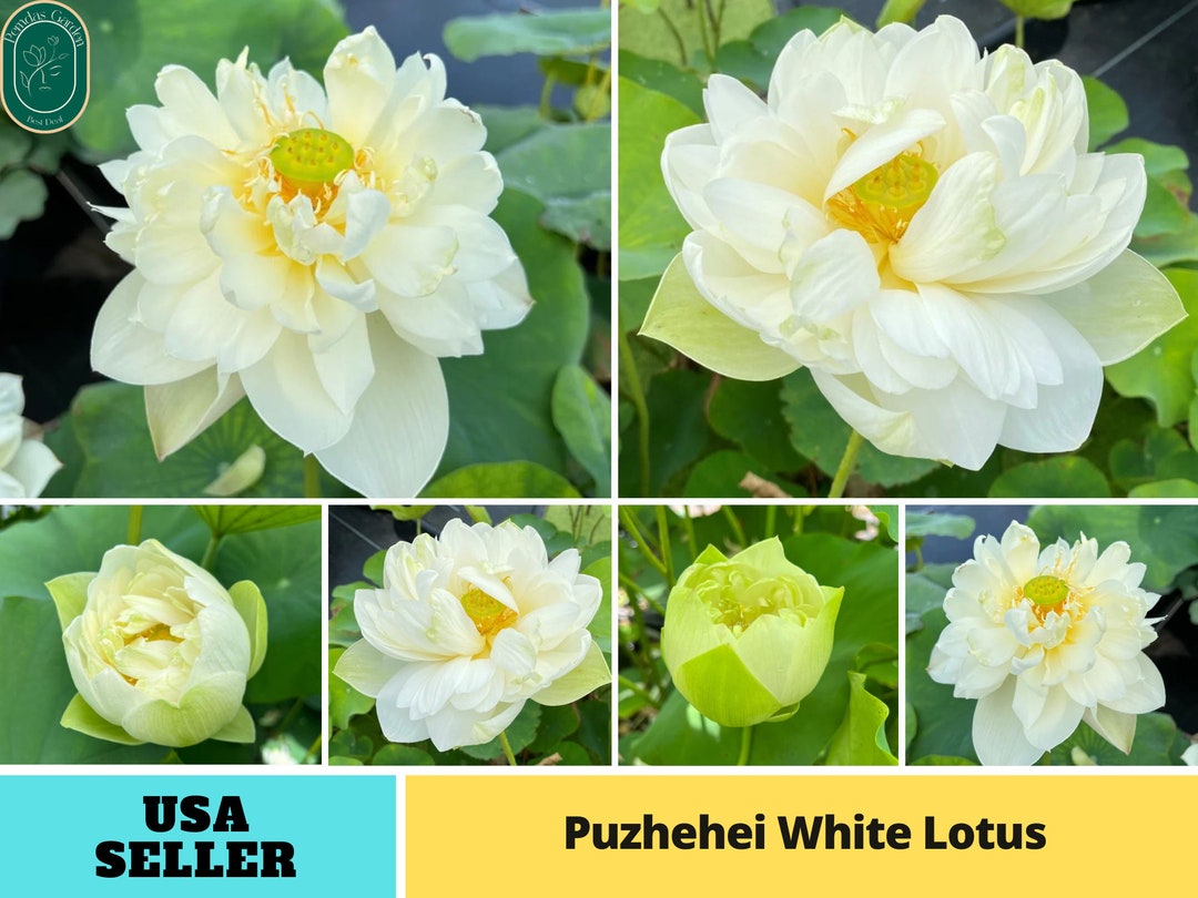 5 Rare Seeds Puzhehei White Lotus Seeds Indian Lotus nelumbo Nucifera ...