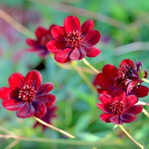 Futaba Rare Chocolate Cosmos Seeds ~ Authentic Seeds ~ GMO Free ~flower ...
