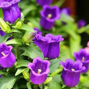 Campanula Seeds - Cup & Saucer Mixture - Bellflowers Seeds - Authentic ...