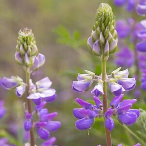 Lupinus Rivularis (riverbank Lupine) Seeds-cottage Garden - Heirloom ...