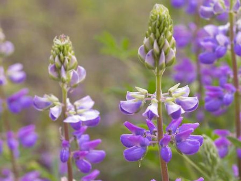 Lupinus Rivularis (riverbank Lupine) Seeds-cottage Garden - Heirloom ...