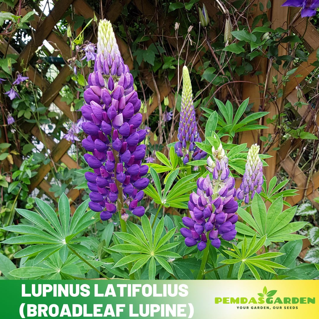 Lupinus Latifolius (broadleaf Lupine) Seeds- Heirloom Flower - US ...