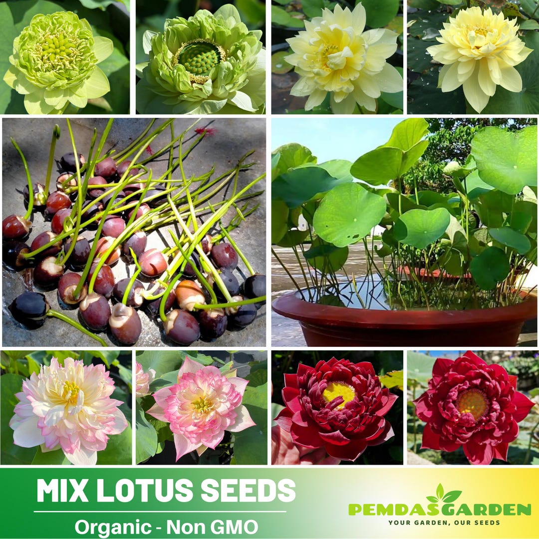 5 Rare Seeds| Snow White Lotus Seeds- Micro/ Tea Cup Lotus - Indian ...