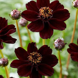 Futaba Rare Chocolate Cosmos Seeds ~ Authentic Seeds ~ GMO Free ~flower ...